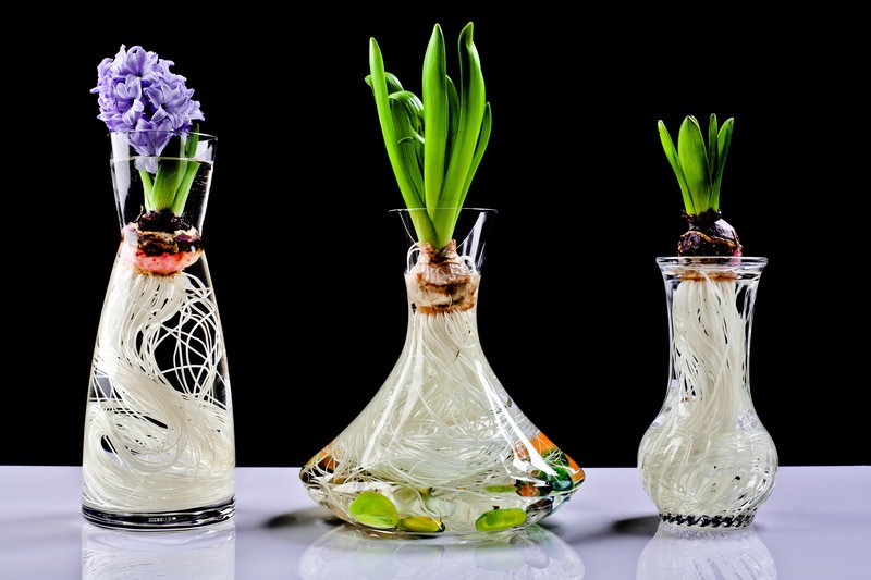 Five Different Vegetables That Re-Grow Themselves | Recipe Station