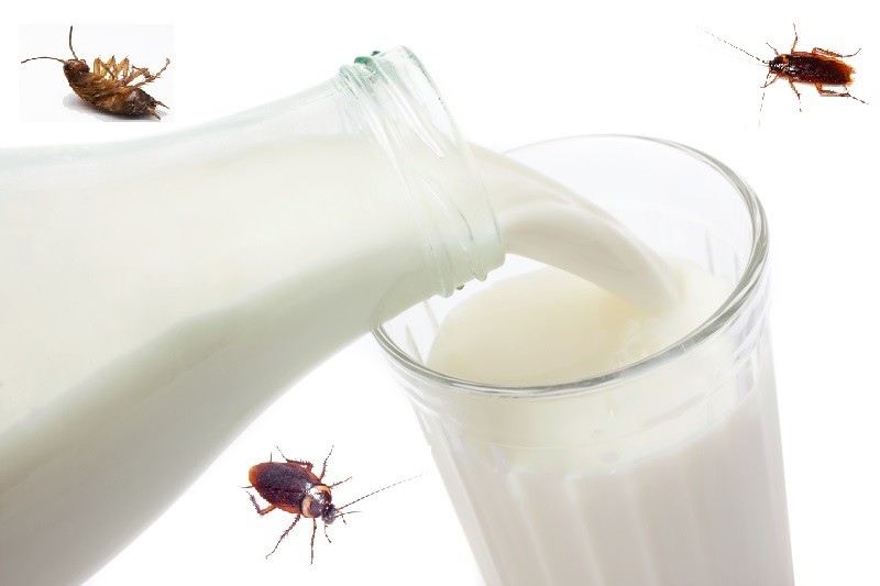 Cockroach Milk Just Might Be The Next Big Super Food According To ...